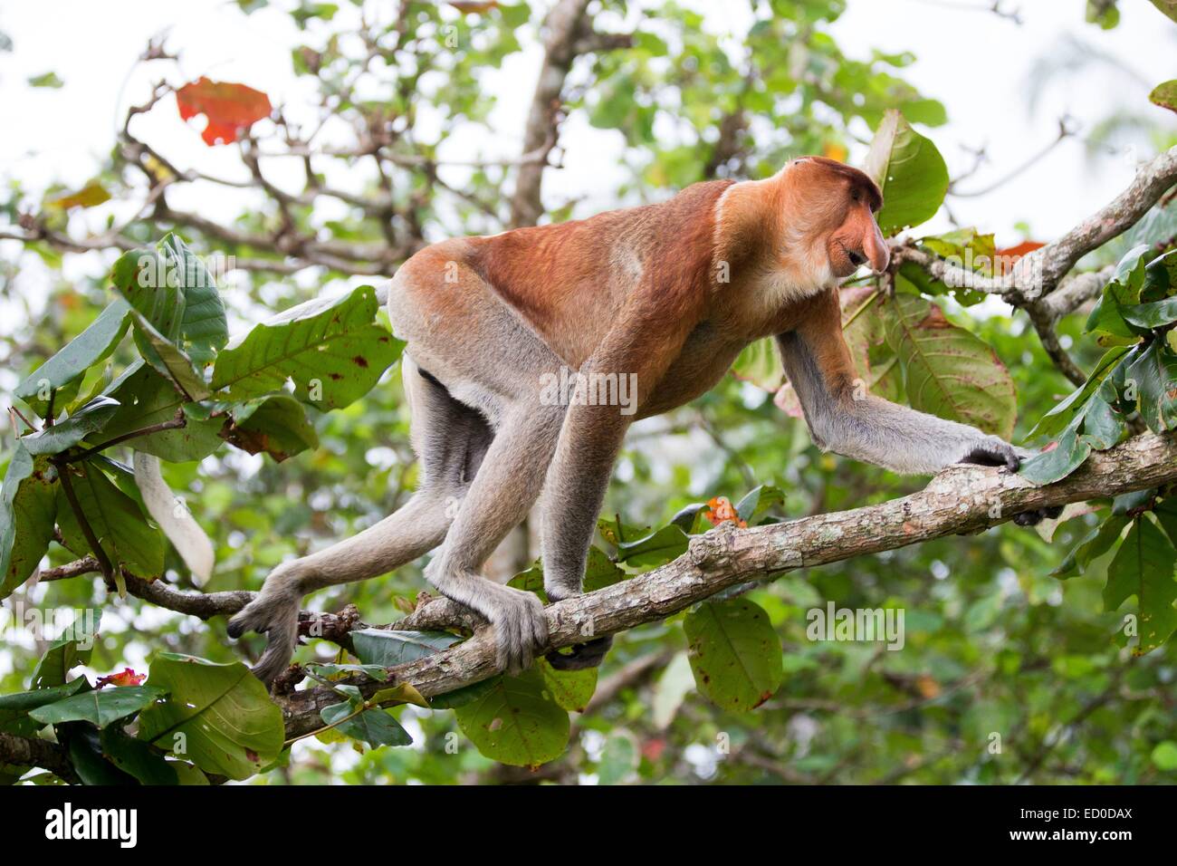 Malaysia, Sarawak state, Bako National Park, Proboscis monkey or long ...
