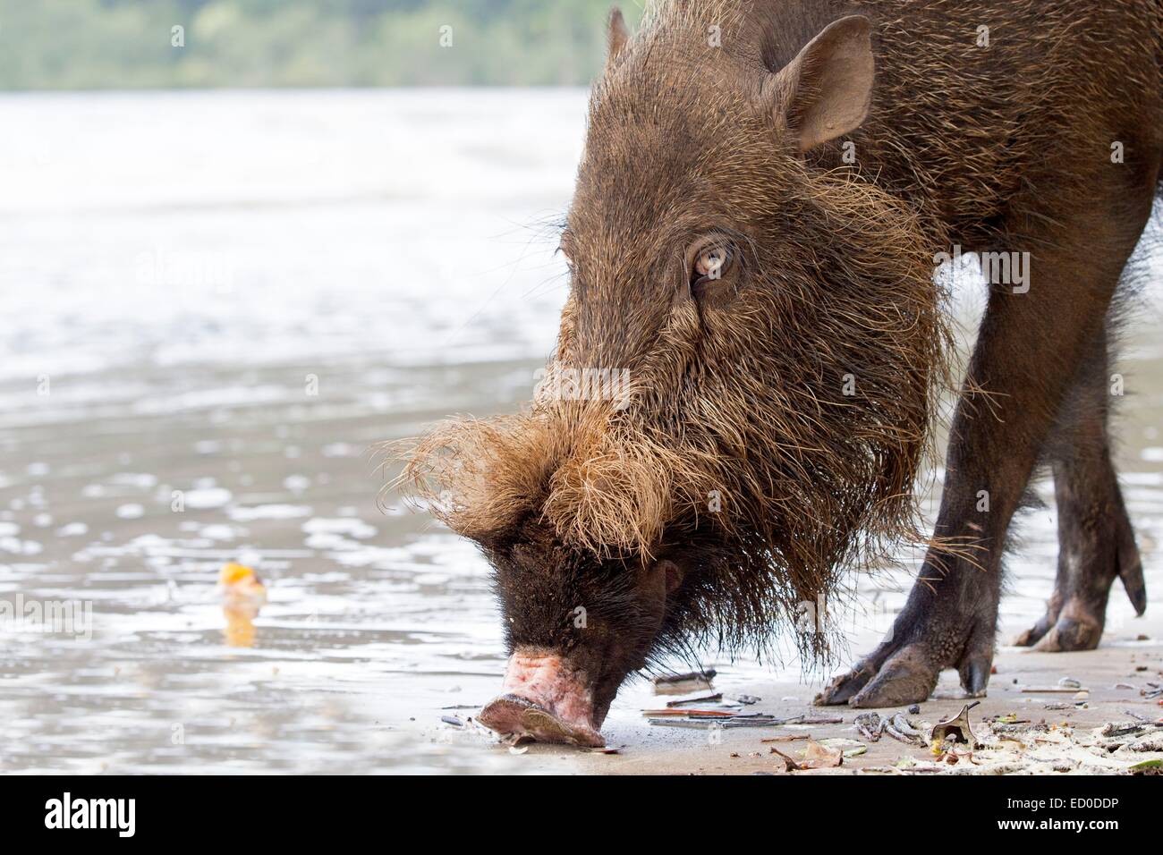 Malaysia, Sarawak state, Bako National Park, Bornean bearded pig (Sus ...
