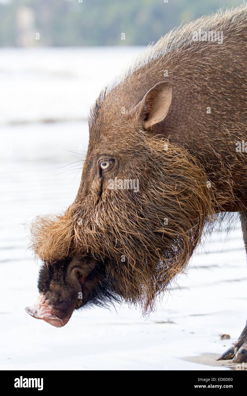 Malaysia, Sarawak state, Bako National Park, Bornean bearded pig (Sus ...