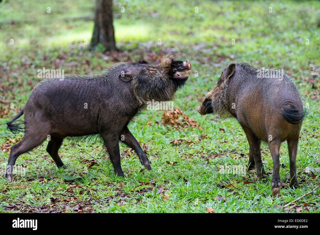 Malaysia, Sarawak state, Bako National Park, Bornean bearded pig (Sus ...