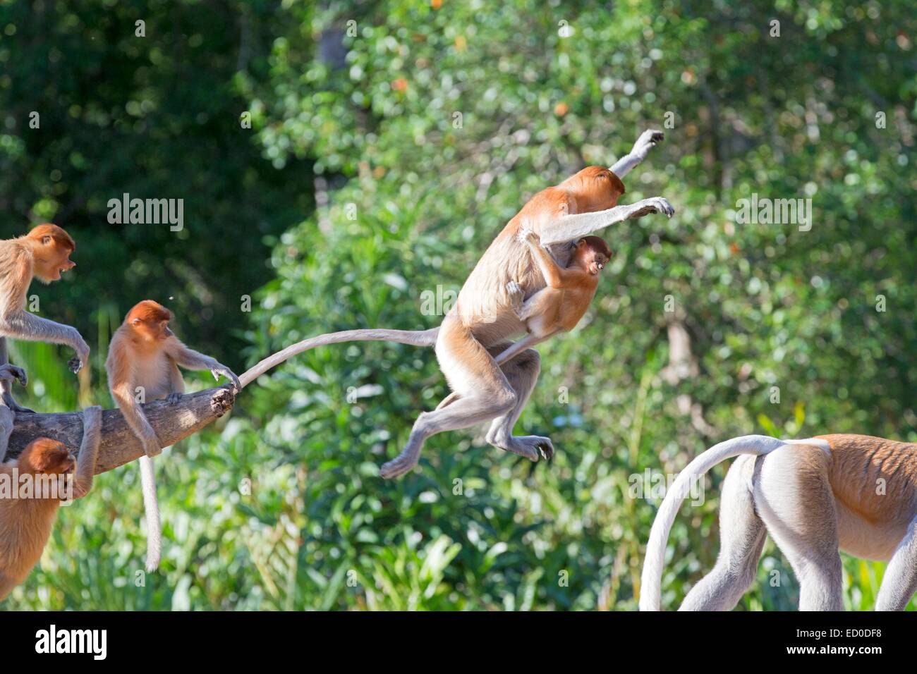 Proboscis monkey jumping hi-res stock photography and images - Alamy