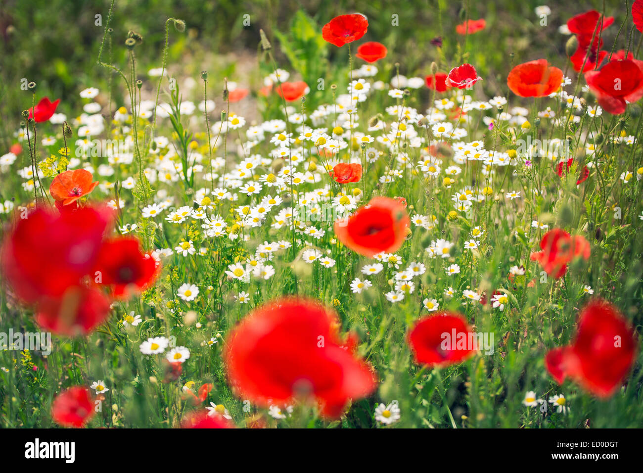 Poppies in focus hi-res stock photography and images - Alamy
