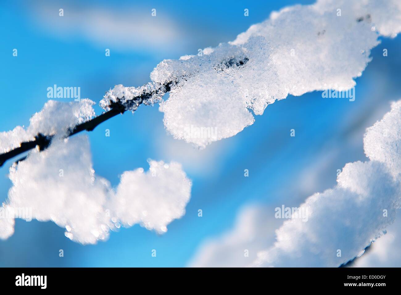 Frozen snow on twig Stock Photo - Alamy