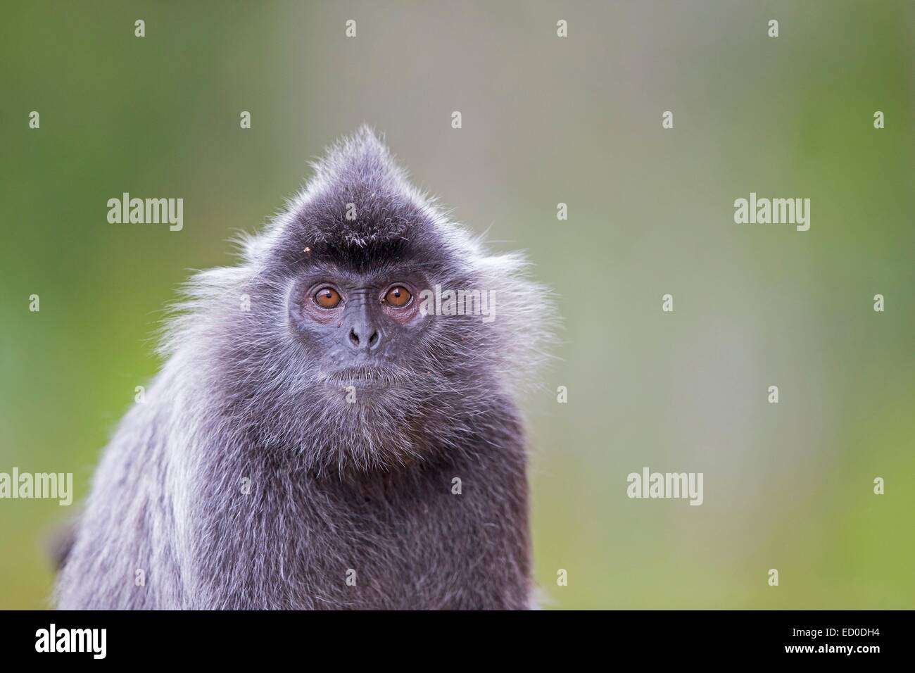Silver langur hi-res stock photography and images - Alamy