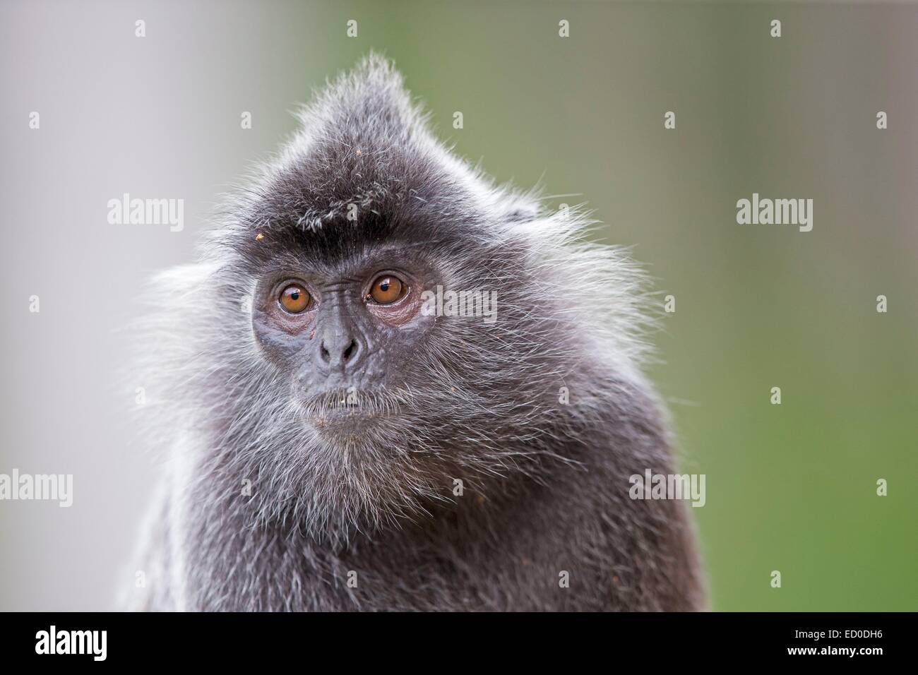 Silver langur hi-res stock photography and images - Alamy