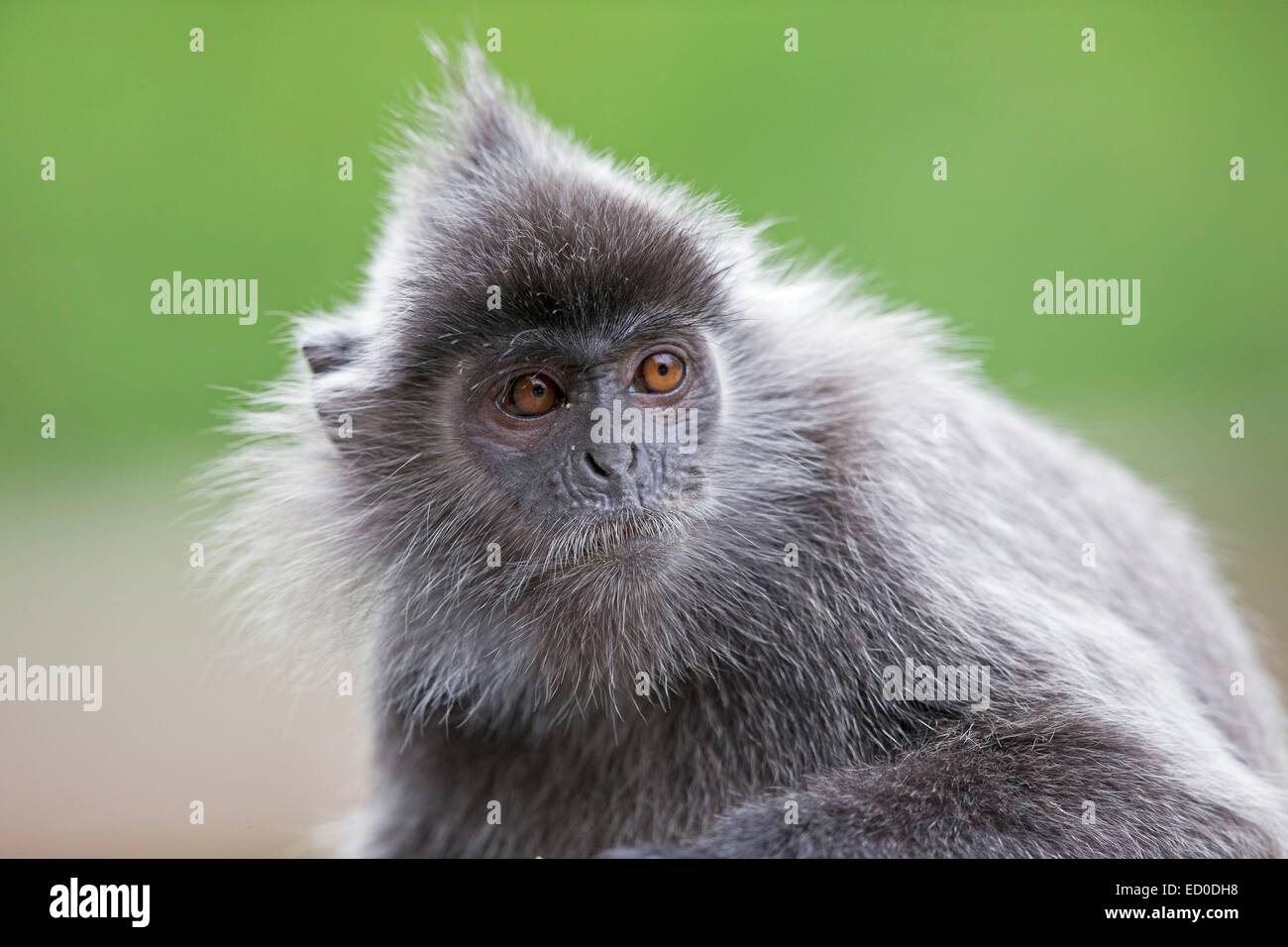 Silver langur hi-res stock photography and images - Alamy