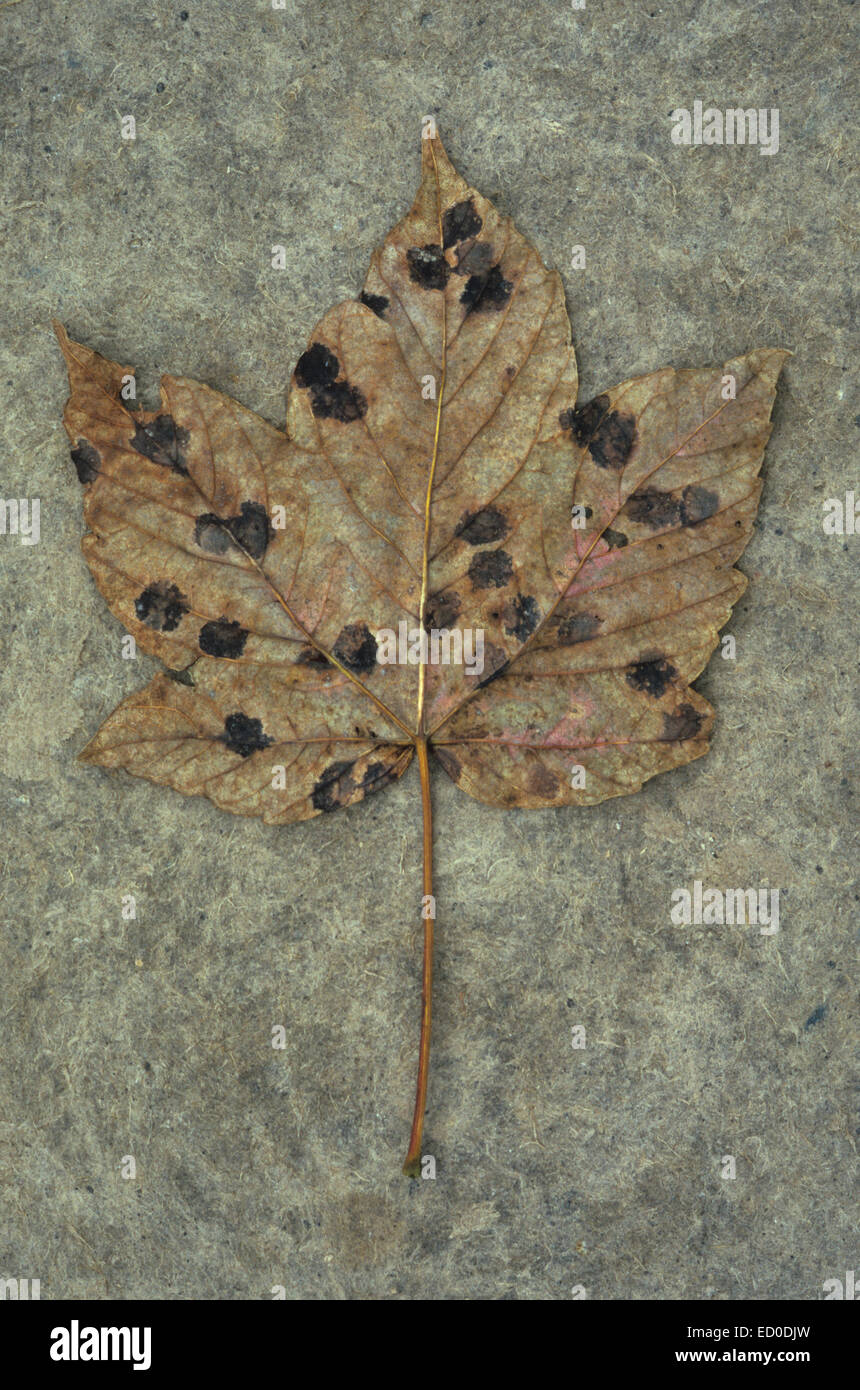 Great maple tree hi-res stock photography and images - Alamy