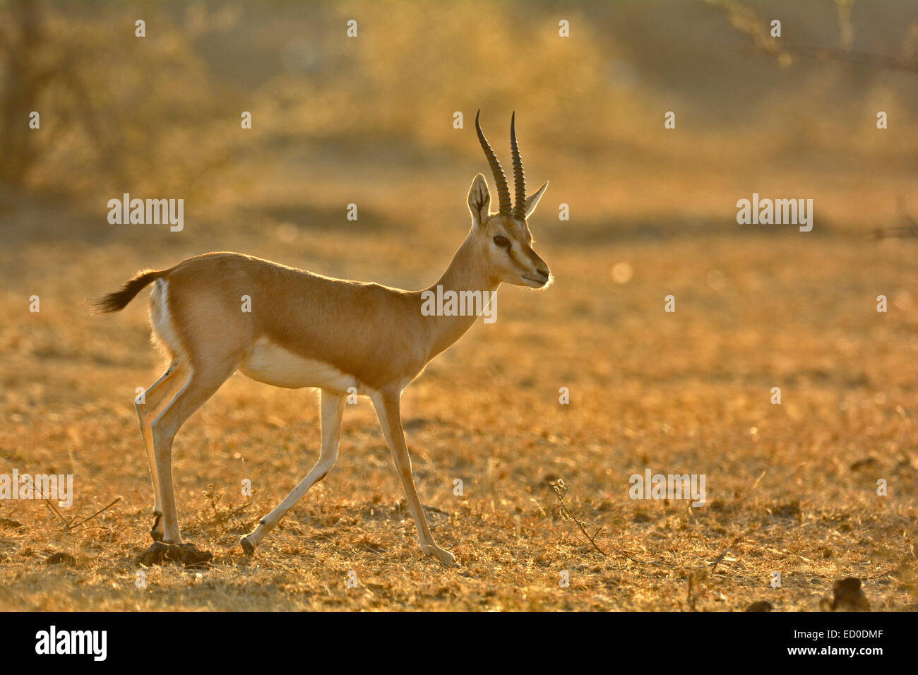 Chinkara thar desert hi-res stock photography and images - Alamy