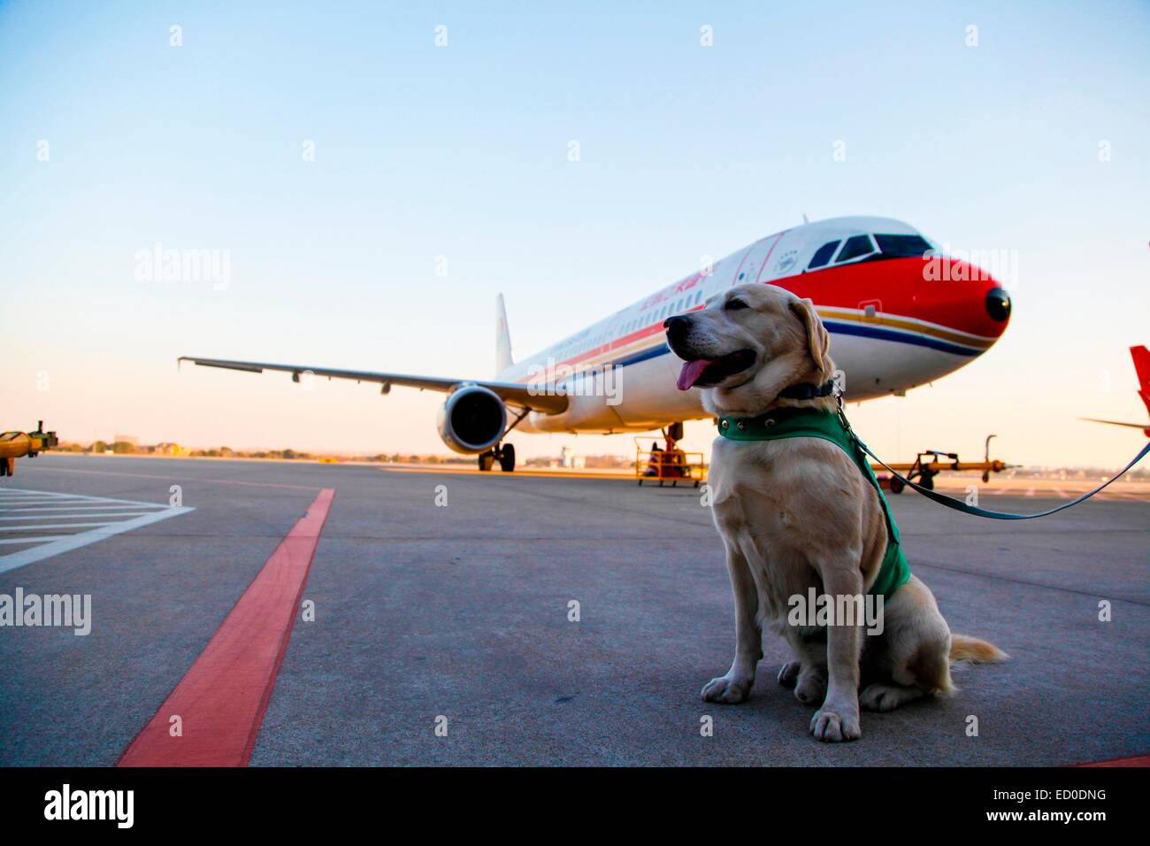 Quarantine dog airport hi-res stock photography and images - Alamy