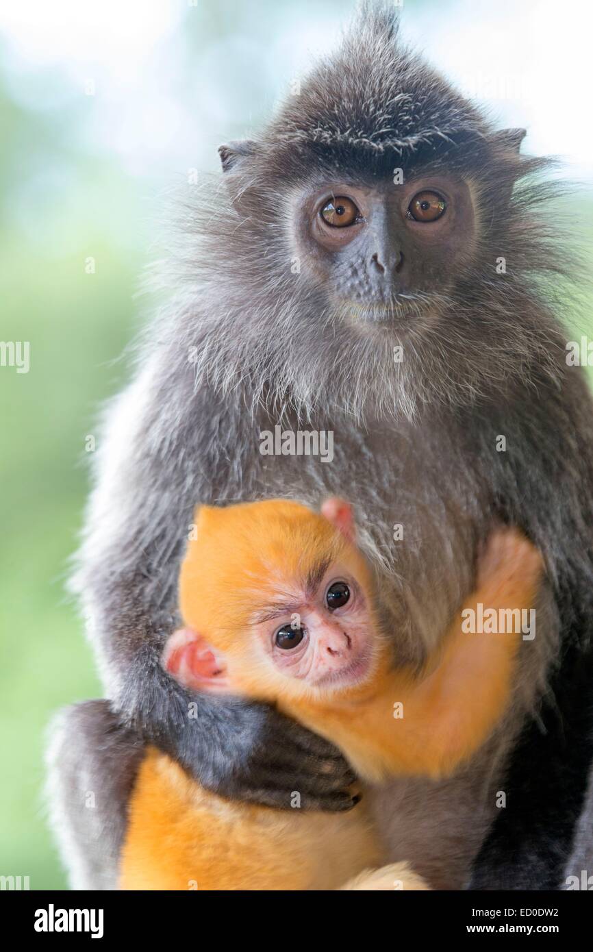 Silvery lutung baby trachypithecus cristatus hi-res stock photography ...