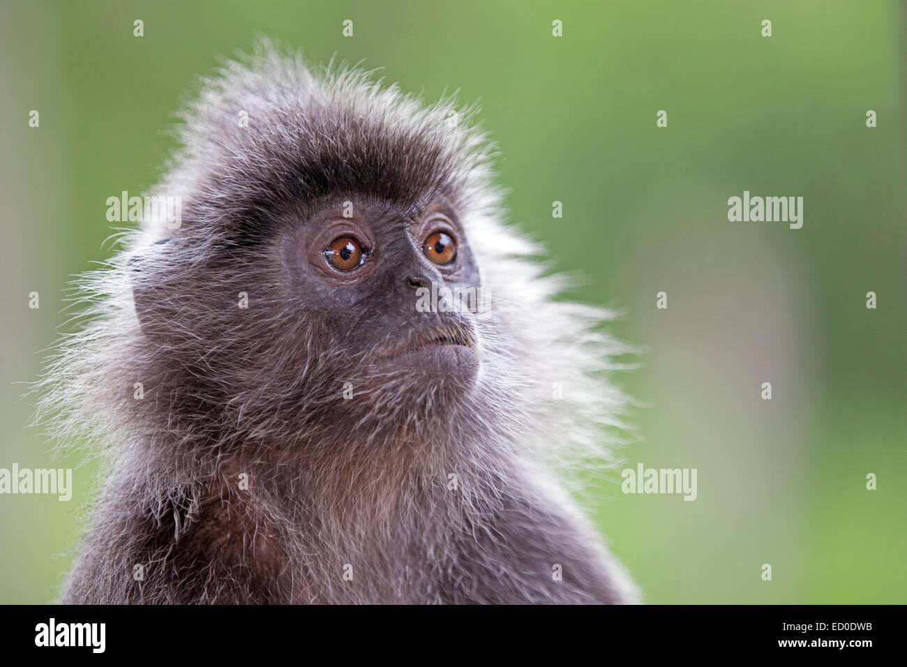 Silver leaf langur monkey hi-res stock photography and images - Alamy