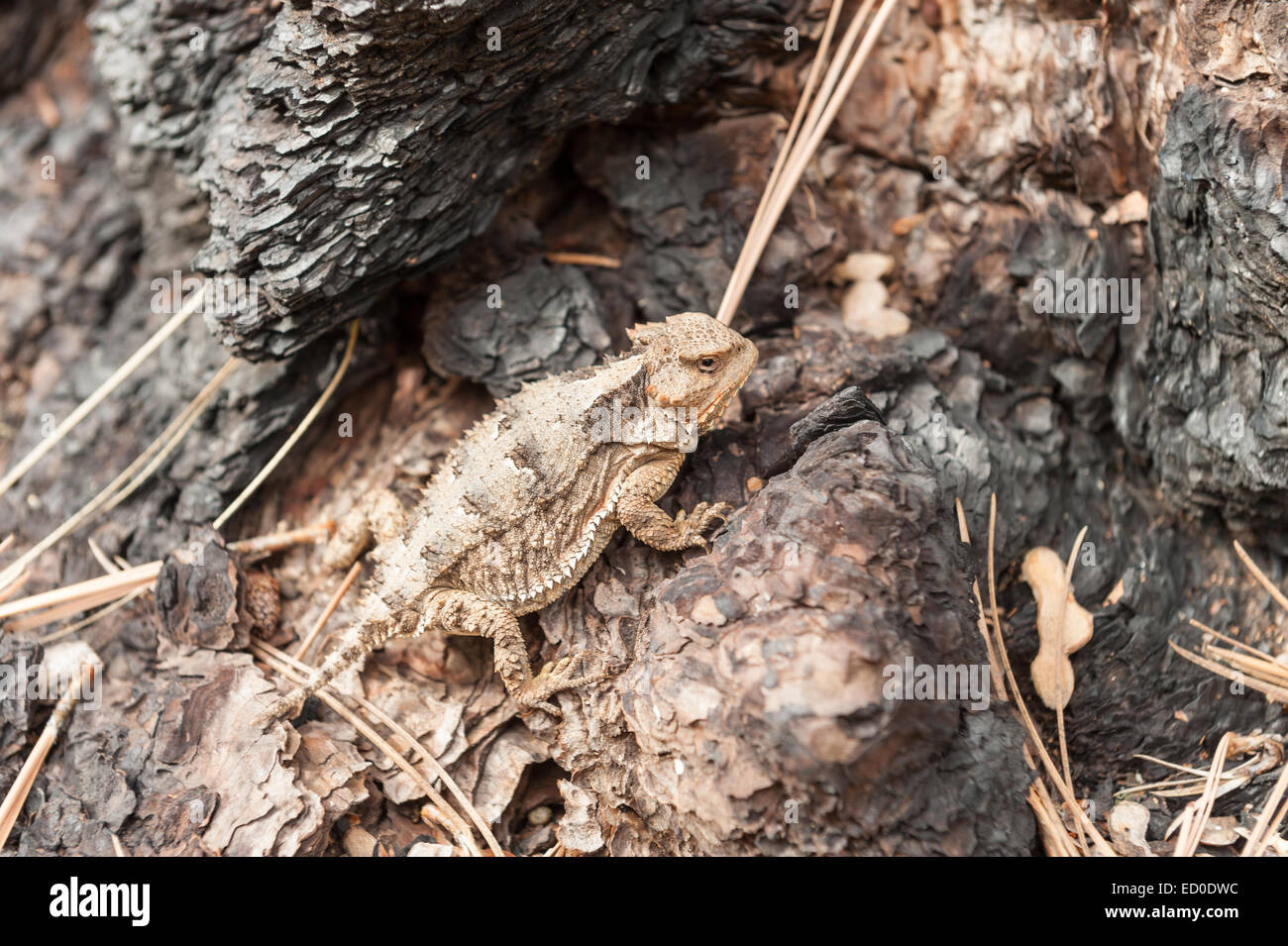 Horned tree lizard hi-res stock photography and images - Alamy