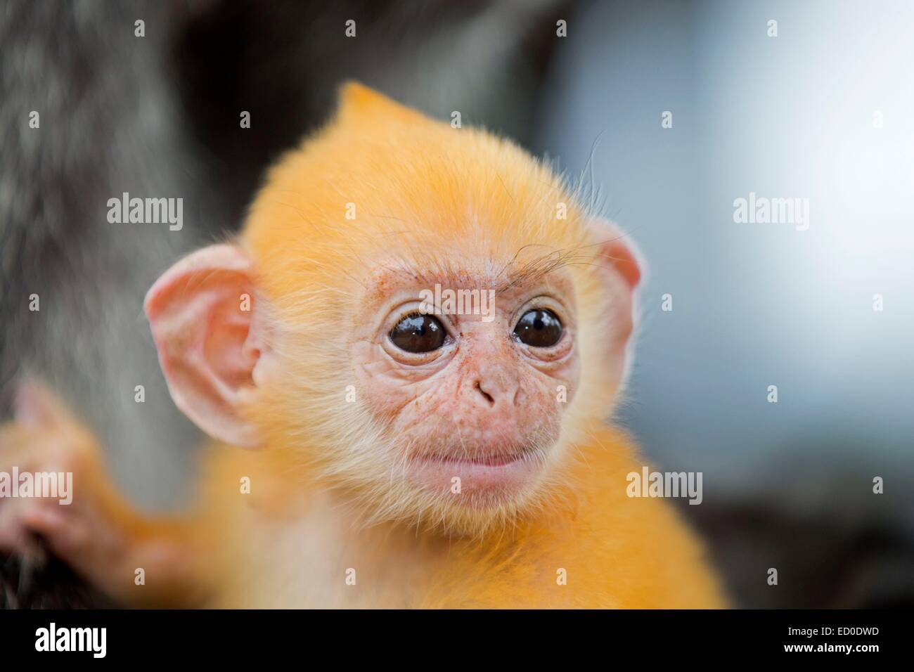 Malaysia Sabah state Labuk Bay Silvery lutung or silvered leaf monkey ...