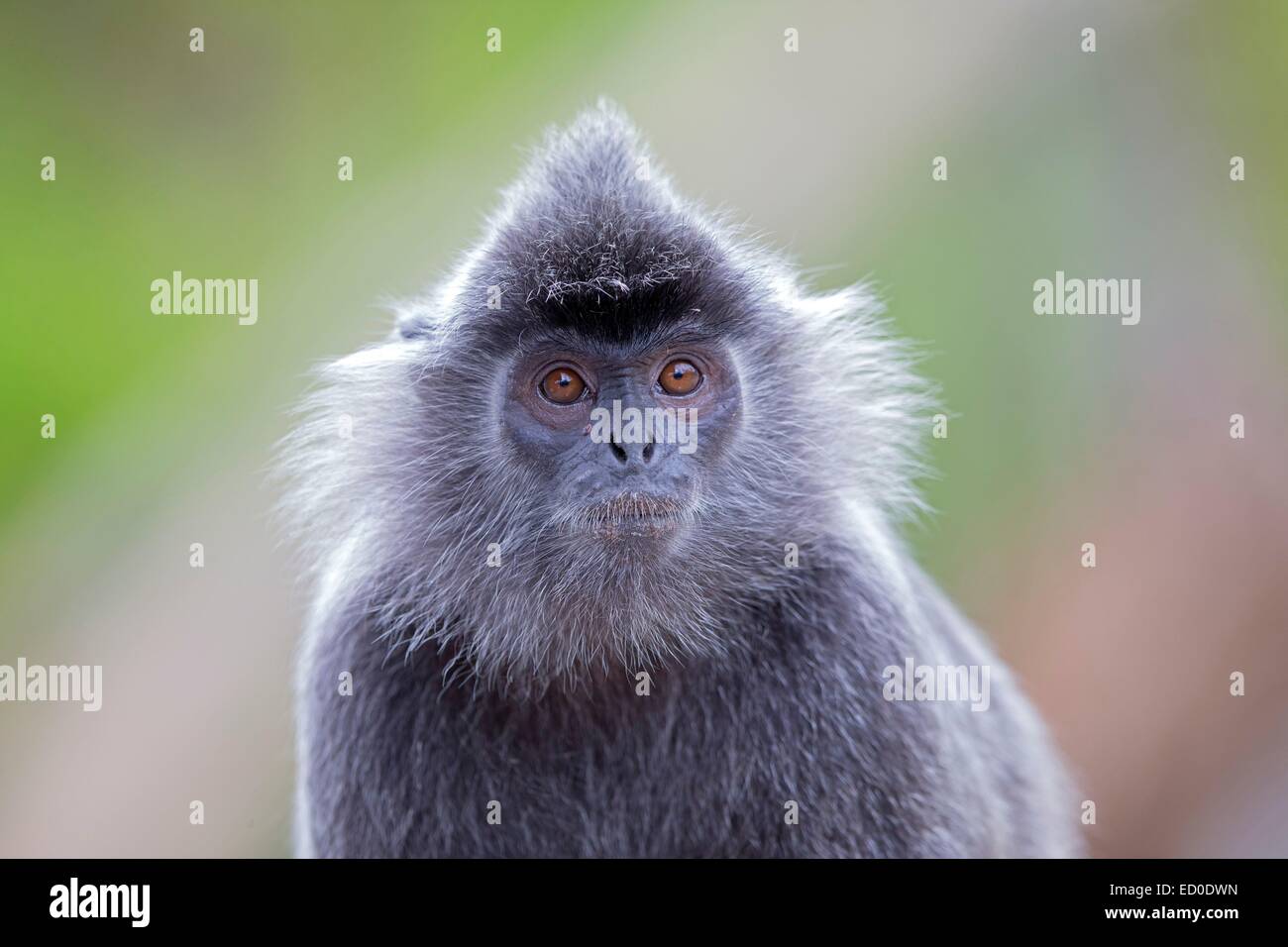 Silver langur hi-res stock photography and images - Alamy