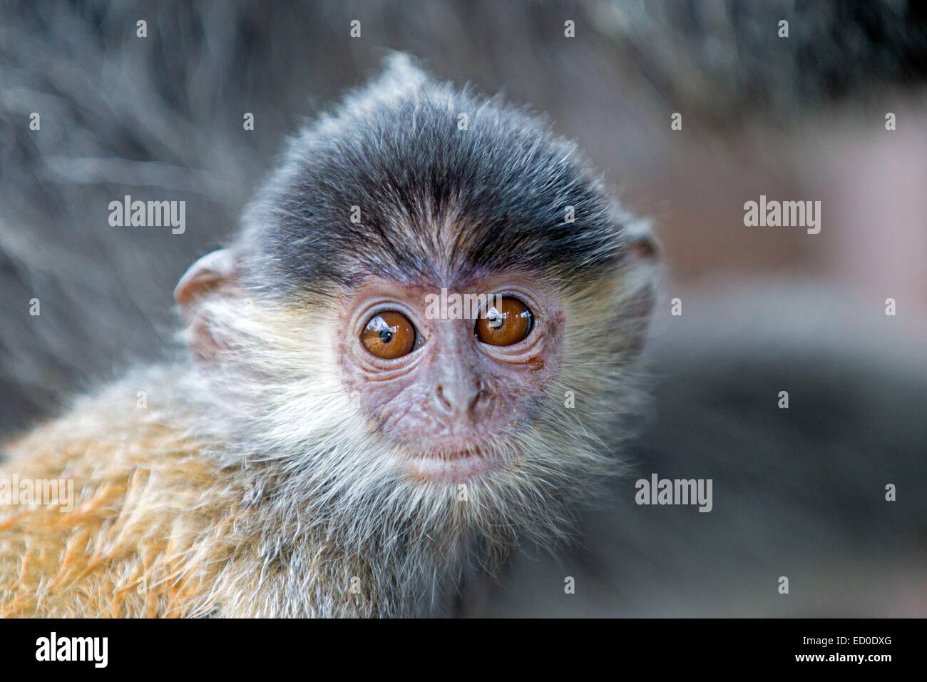 Baby silver leaf langur hi-res stock photography and images - Alamy