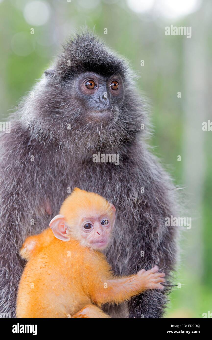 Malaysia Sabah state Labuk Bay Silvery lutung or silvered leaf monkey ...