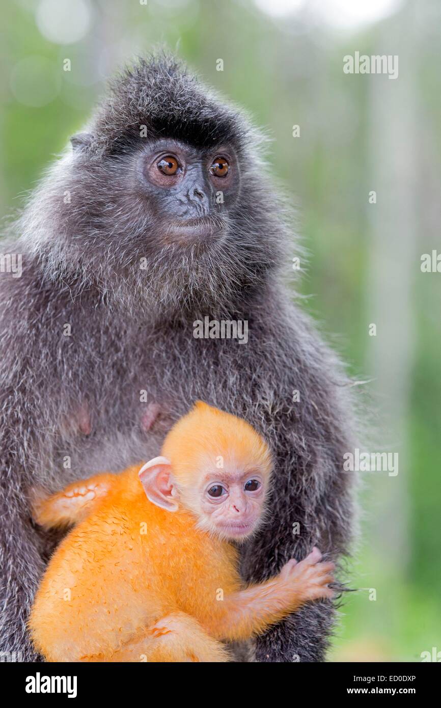Silvery lutung hi-res stock photography and images - Alamy