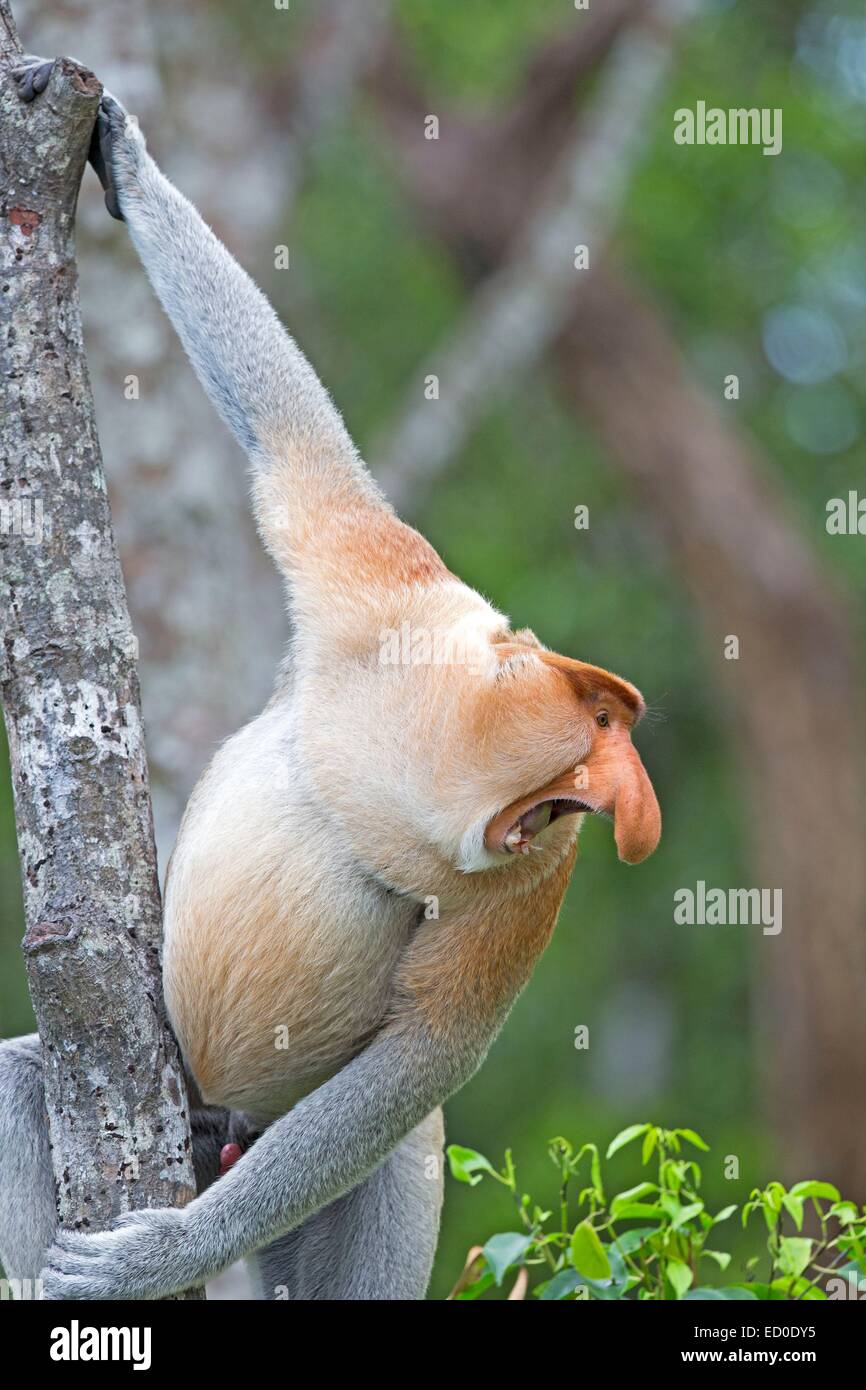 Malaysia, Sabah state, Labuk Bay, Proboscis monkey or long-nosed monkey ...