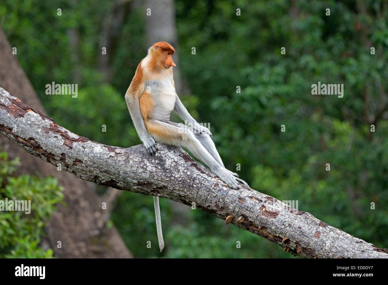 Long nosed monkey hi-res stock photography and images - Alamy