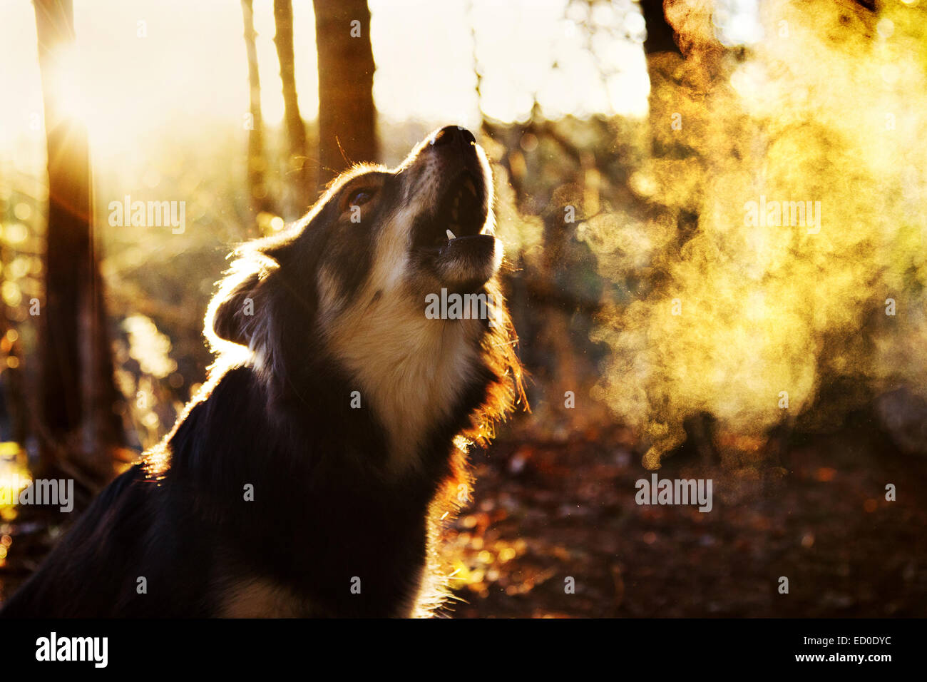 Barking dog sound hi-res stock photography and images - Alamy