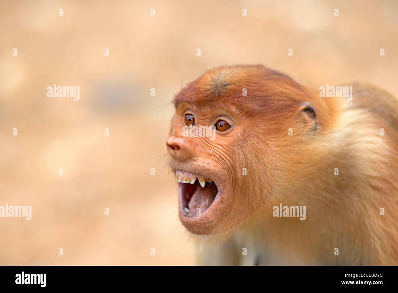 Malaysia, Sabah state, Labuk Bay, Proboscis monkey or long-nosed monkey ...