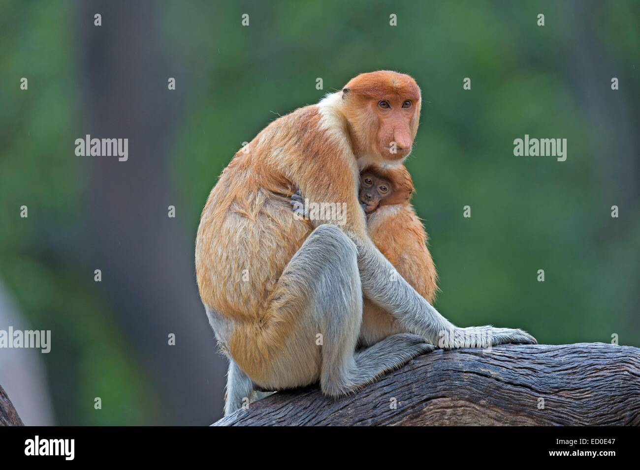 Proboscis Monkey Female High Resolution Stock Photography and Images ...
