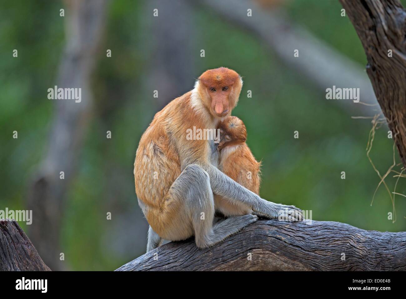 Malaysia, Sabah state, Labuk Bay, Proboscis monkey or long-nosed monkey ...