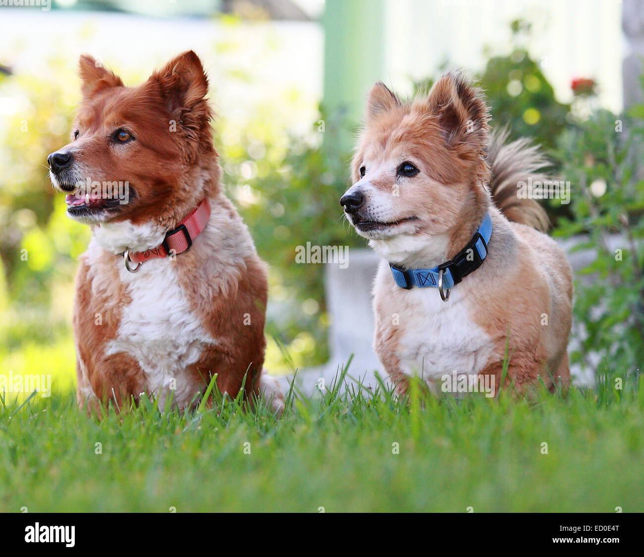 Portrait of two dogs Stock Photo - Alamy