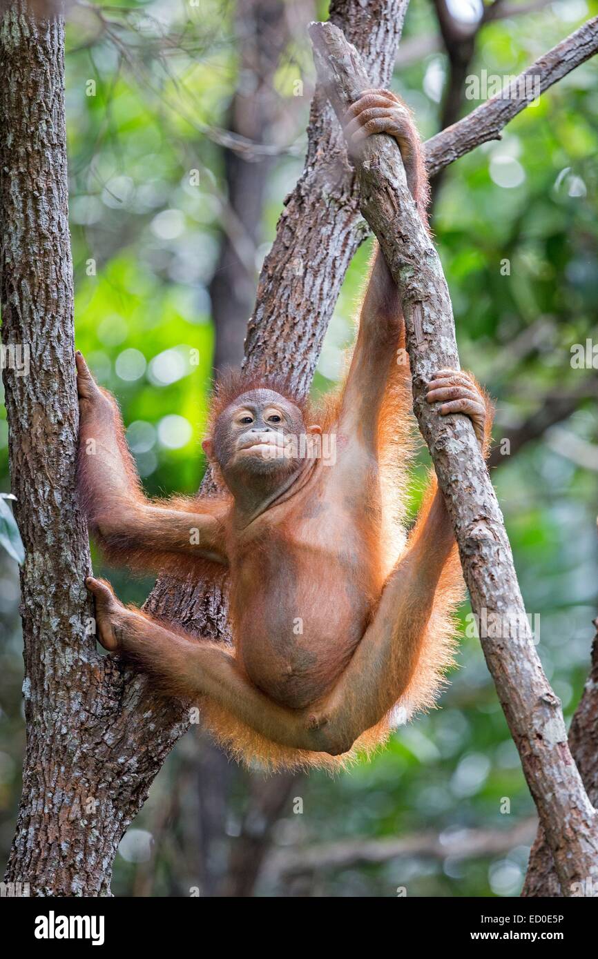 Pongo pygmaeus morio hi-res stock photography and images - Alamy