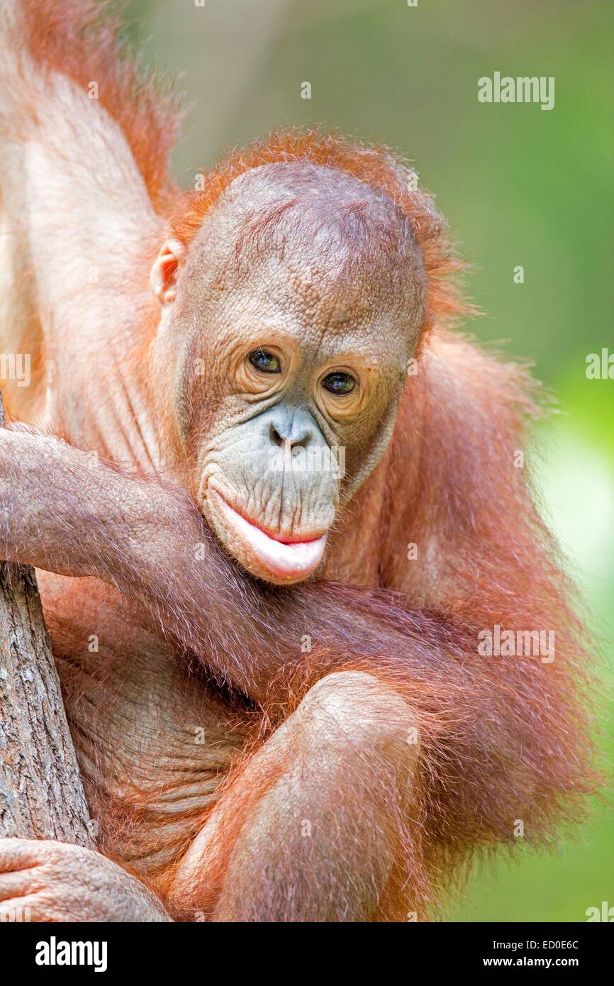 Pongo pygmaeus morio hi-res stock photography and images - Alamy