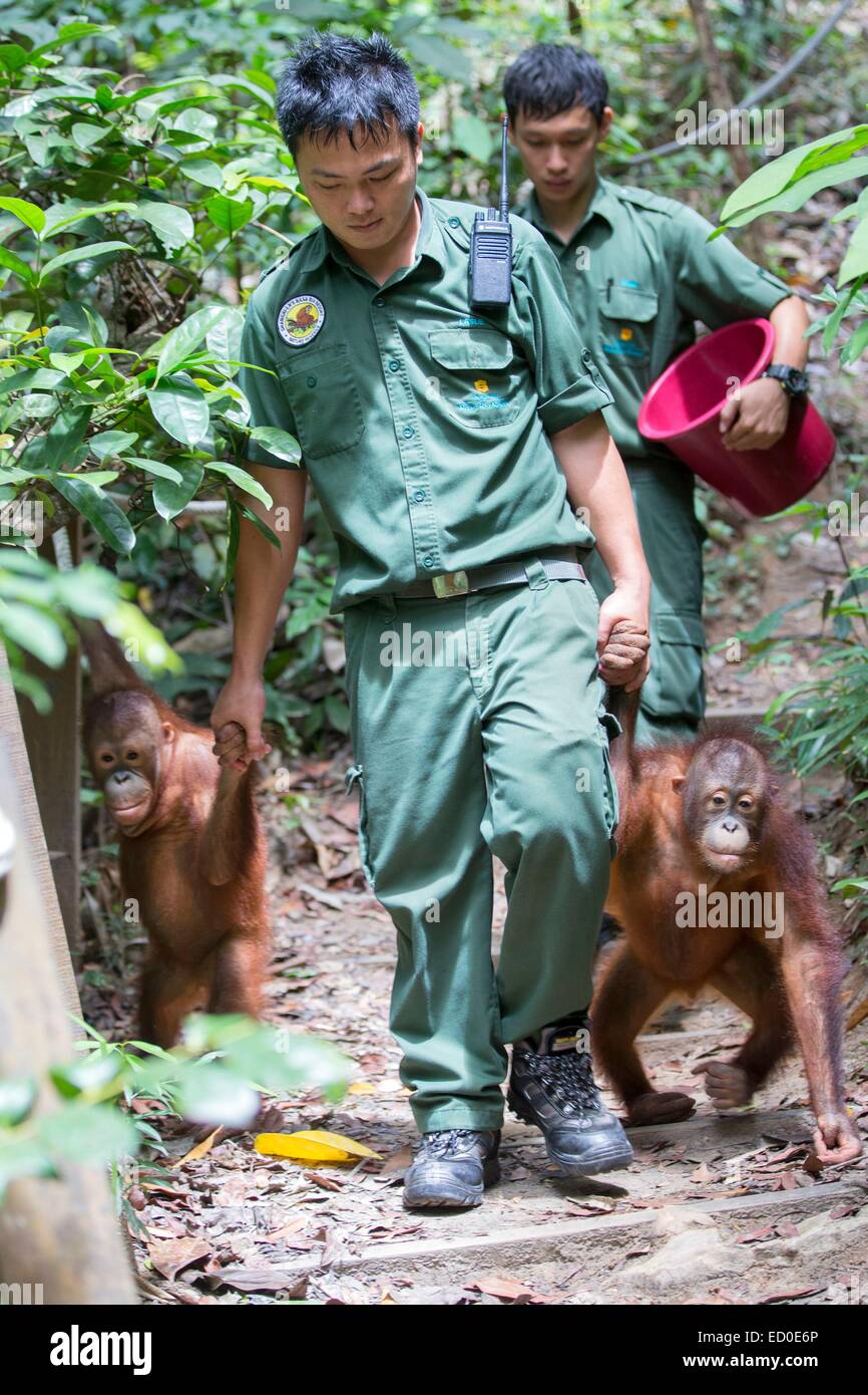 Malaysia Sabah state Sandakan Sepilok Orang Utan Rehabilitation Center ...