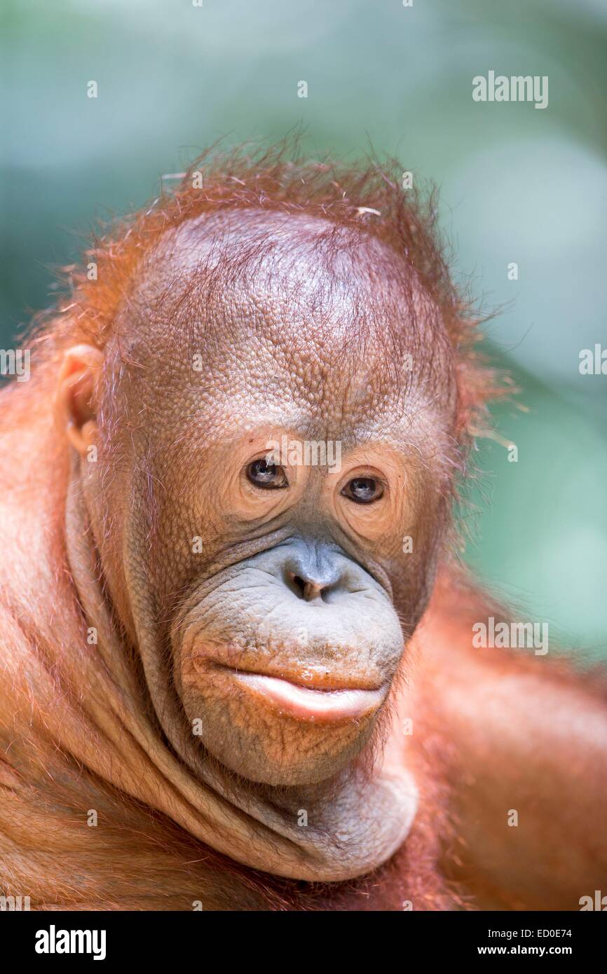 Malaysia Sabah state Sandakan Sepilok Orang Utan Rehabilitation Center ...