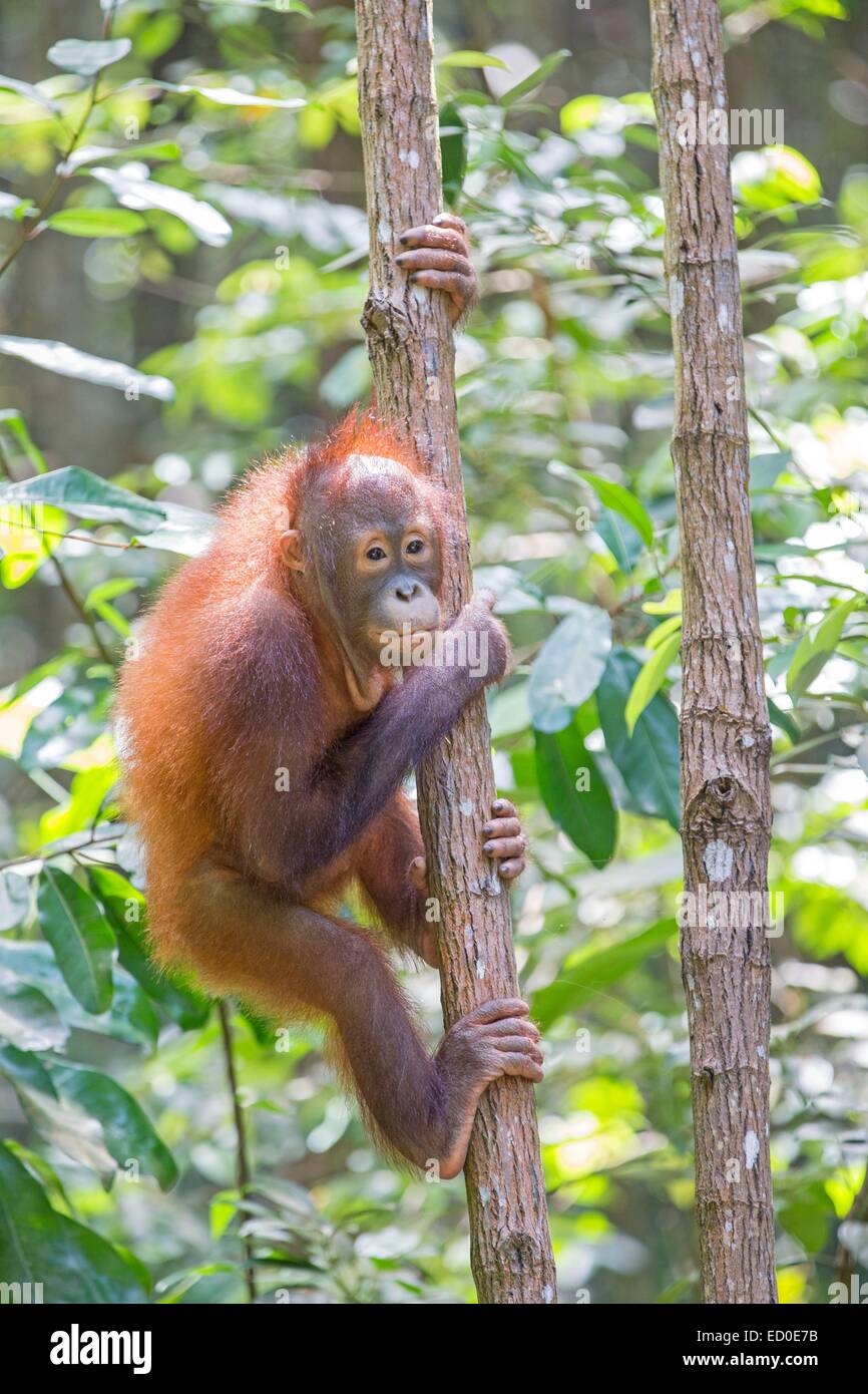 Malaysia Sabah state Sandakan Sepilok Orang Utan Rehabilitation Center ...
