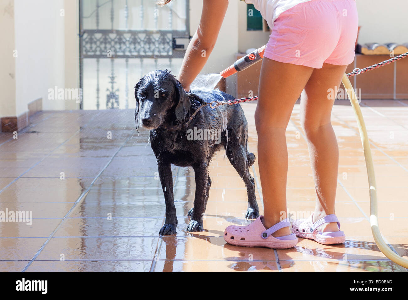 Dog washing black children hi-res stock photography and images - Alamy