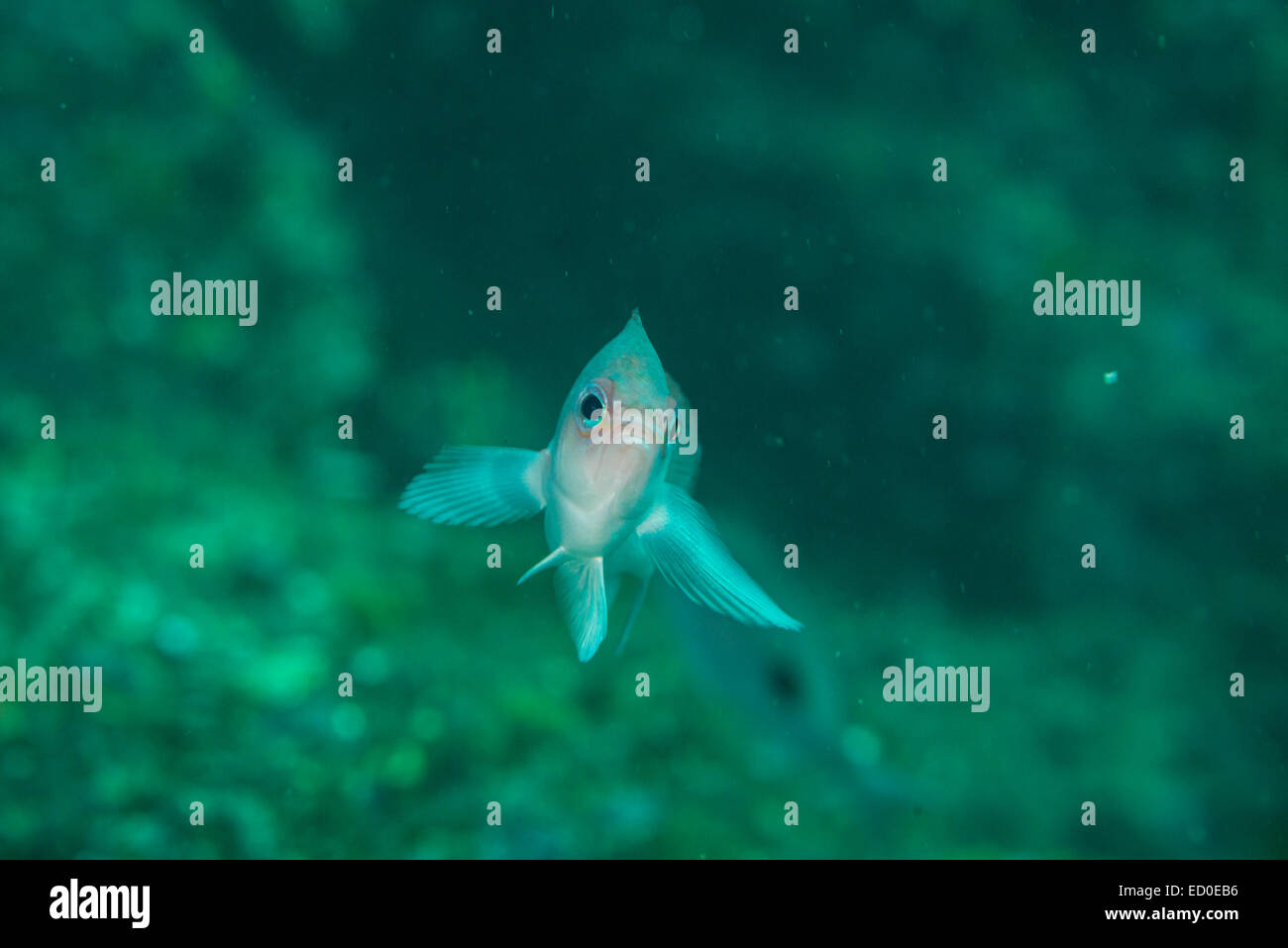 Full frontal hi-res stock photography and images - Alamy