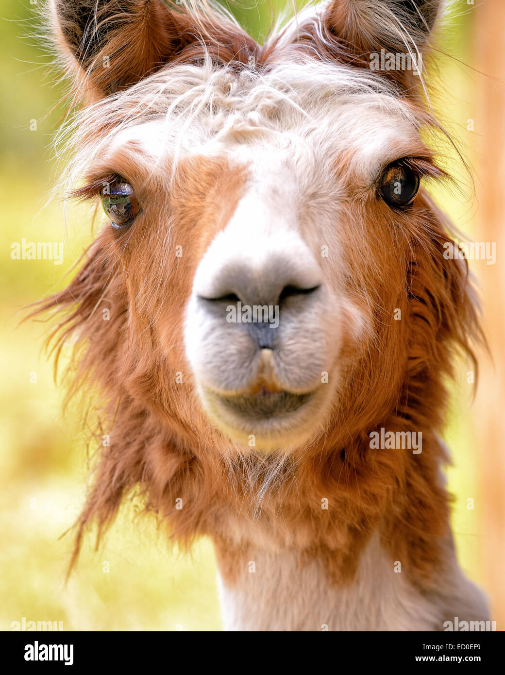 With llama hi-res stock photography and images - Alamy