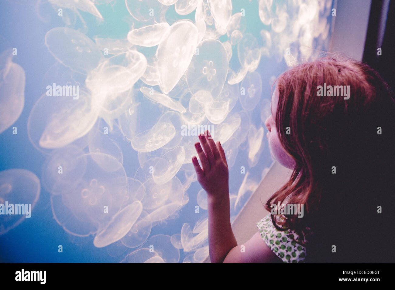 Marine animals in aquarium hi-res stock photography and images - Alamy