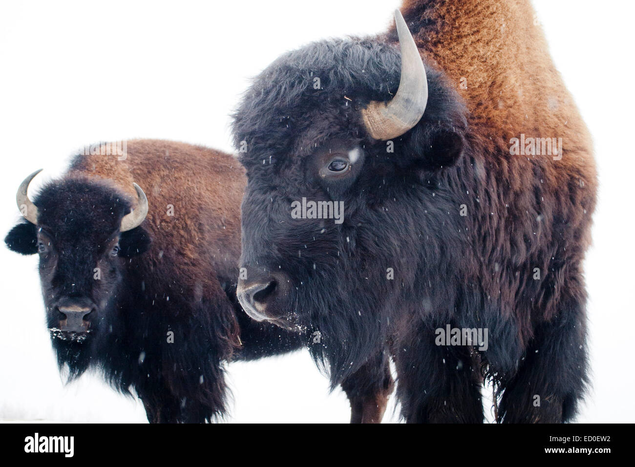 Bisons nature hi-res stock photography and images - Alamy