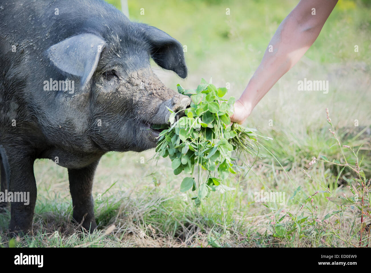 Pig eating clover Stock Photo - Alamy