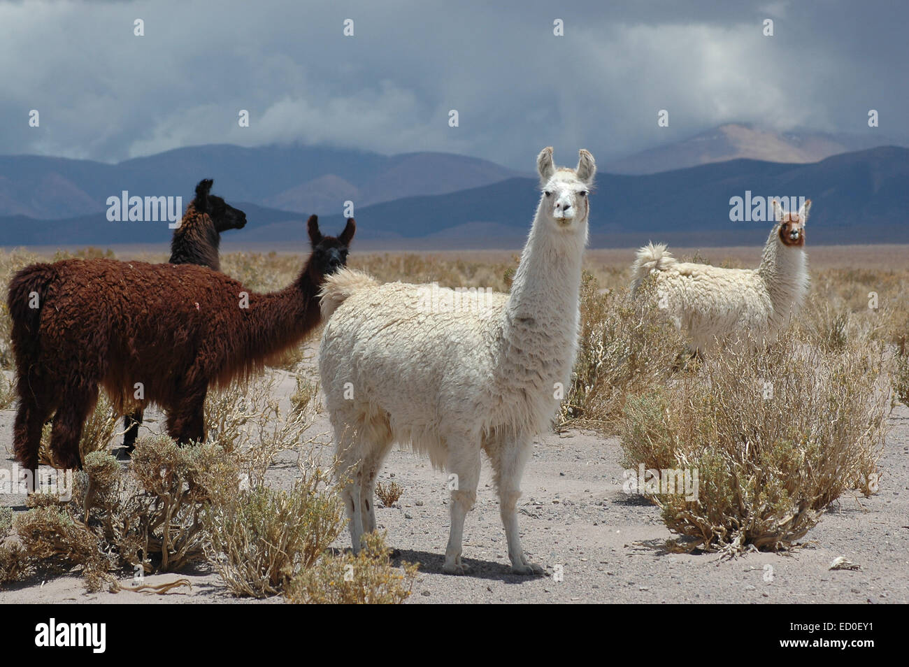 Wild lamas hi-res stock photography and images - Alamy