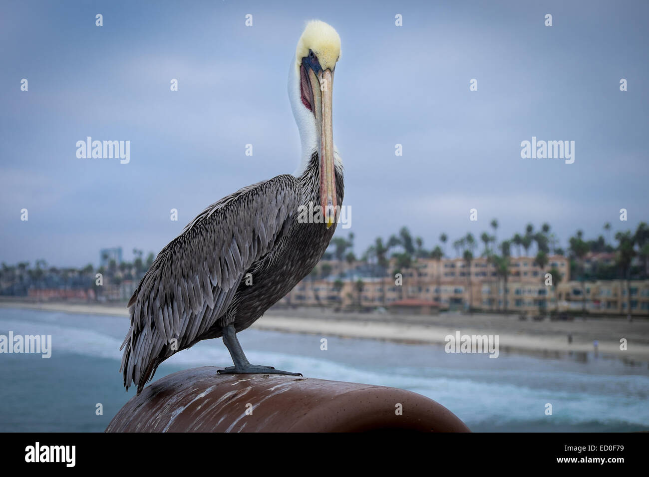 Pelican pier hi-res stock photography and images - Alamy