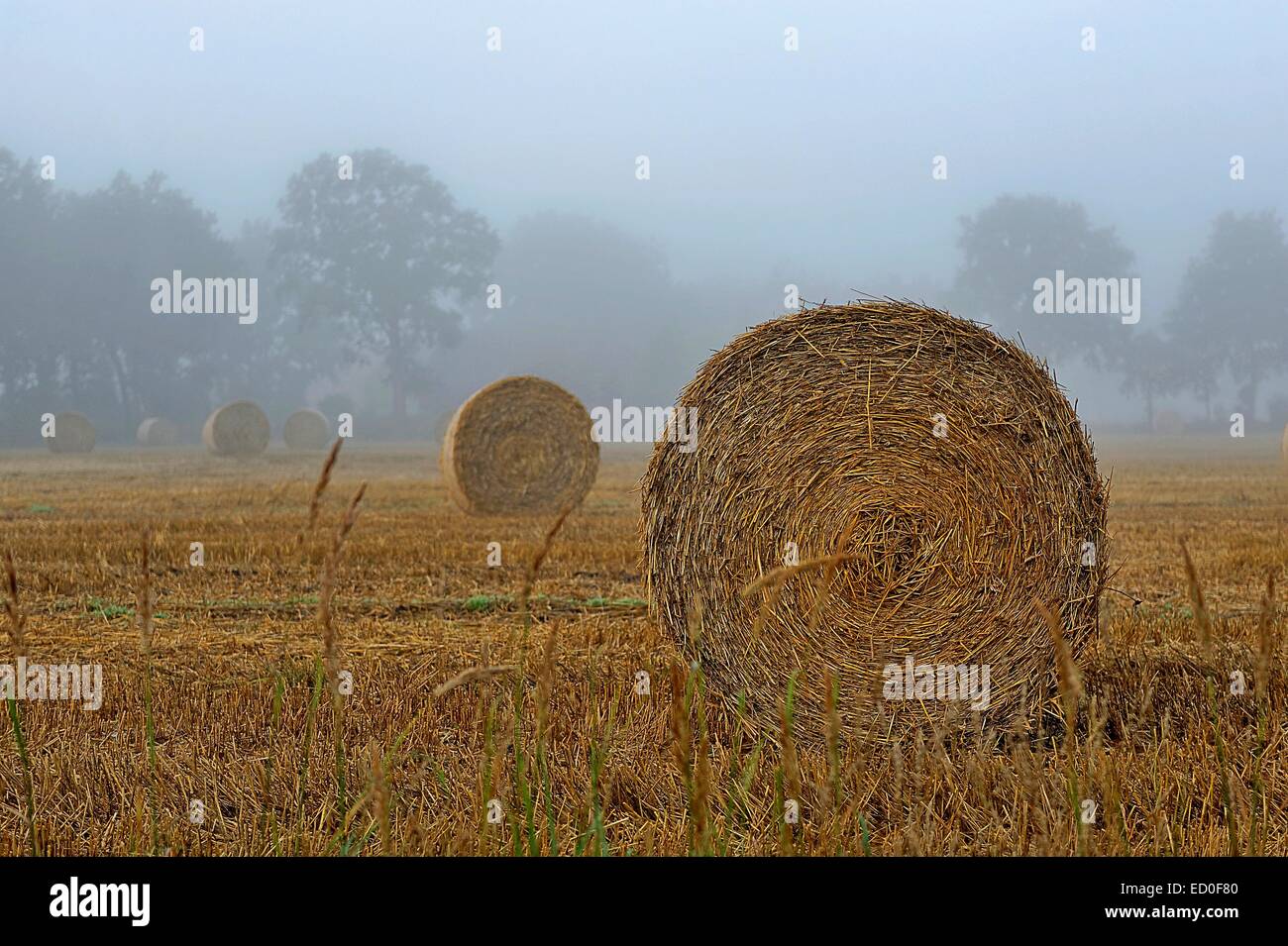 Hay field mist hi-res stock photography and images - Alamy