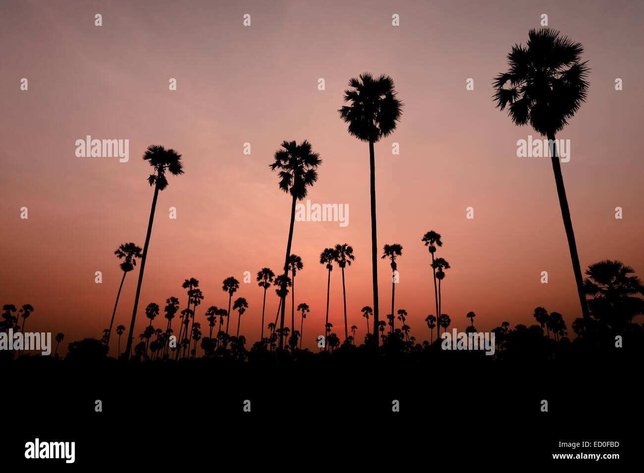 Coconut tree landscape hi-res stock photography and images - Alamy