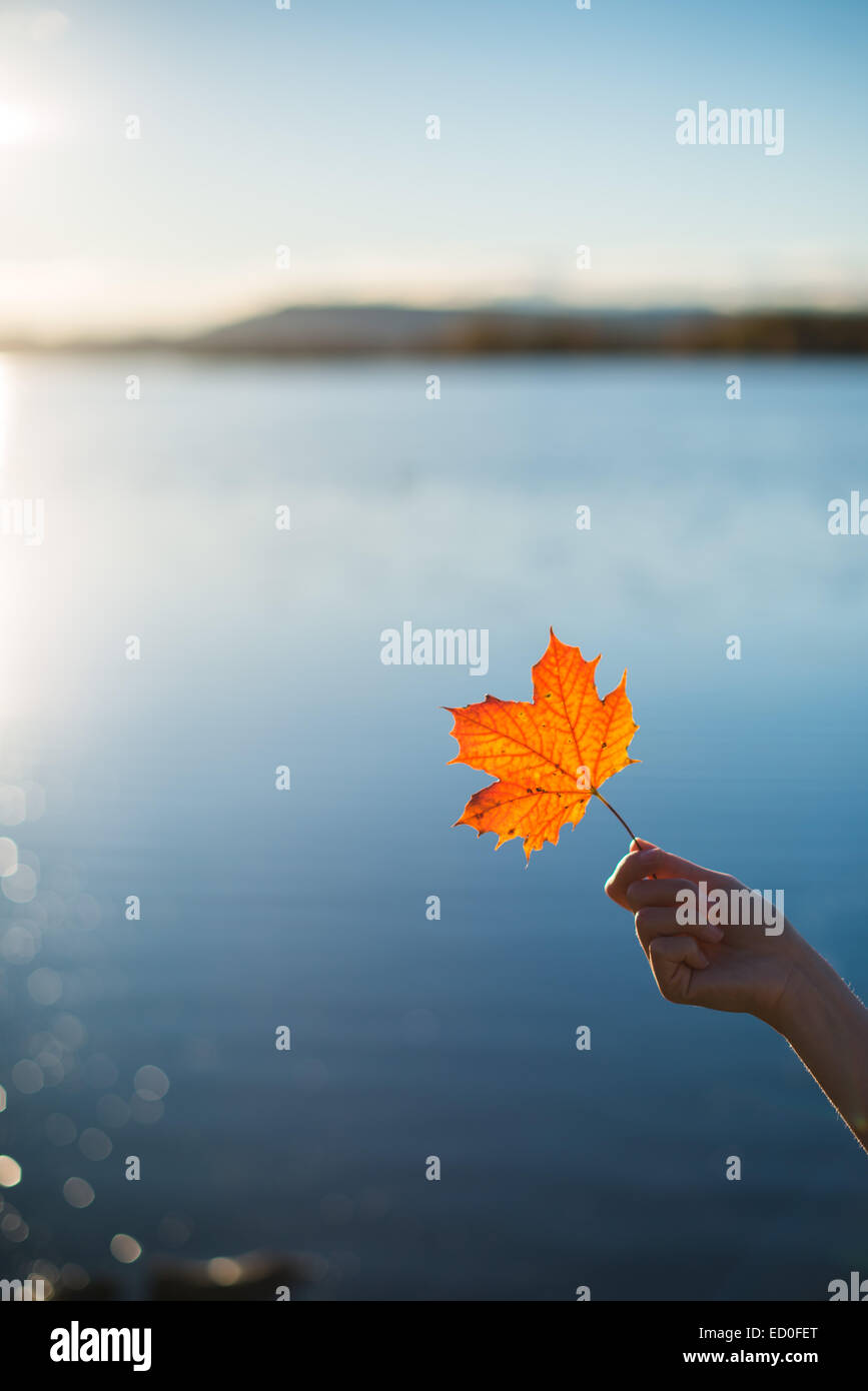 Hand with maple leaf hi-res stock photography and images - Alamy