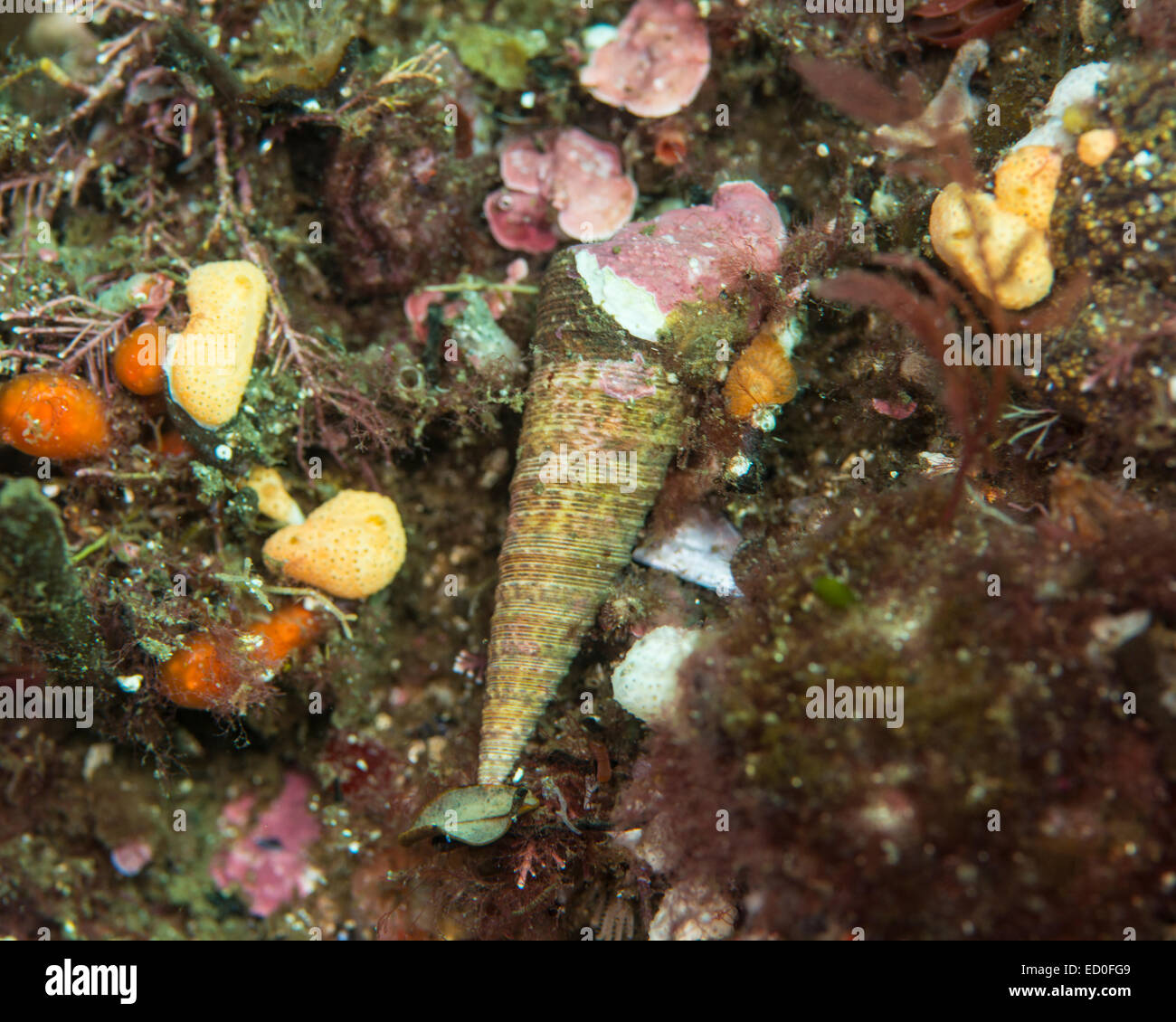 Cone shell hi-res stock photography and images - Alamy
