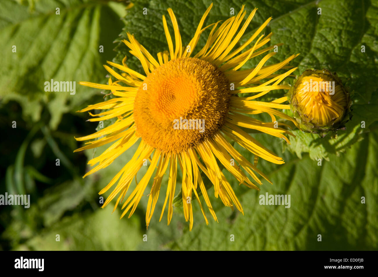 Inula or horseheal is used in Herbal Medicine Stock Photo - Alamy