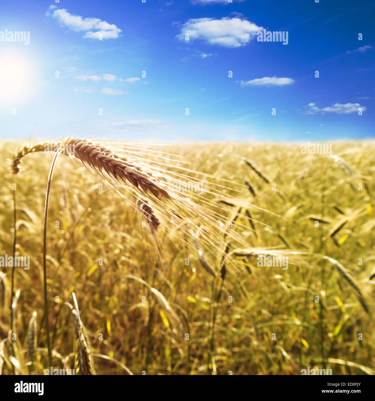 barley field, ear of barley, blue sky and sun in summer Stock Photo - Alamy