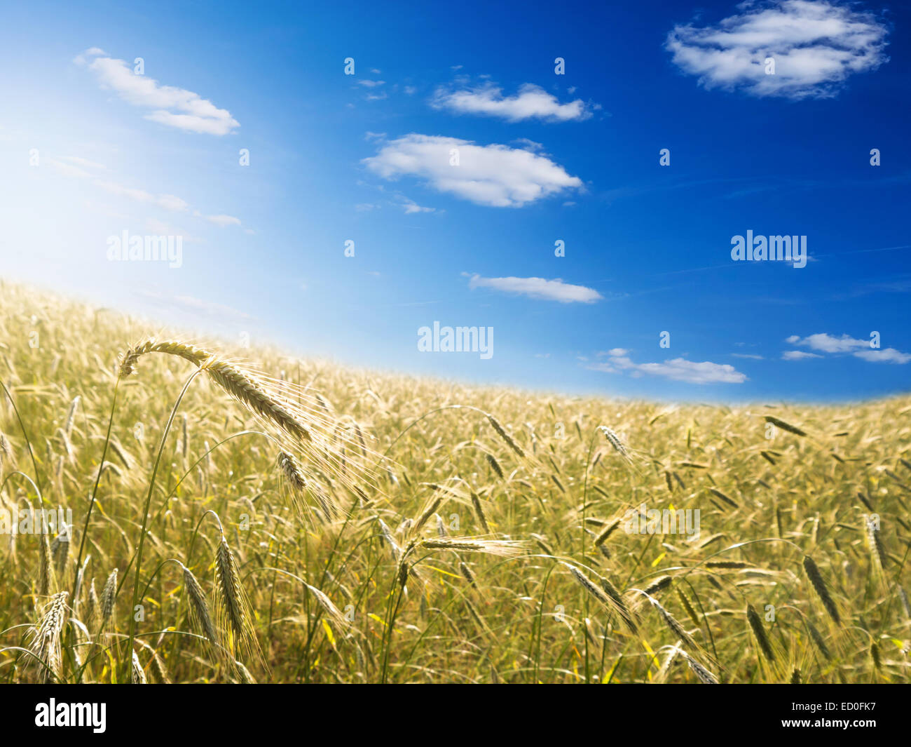 Barley field in sun hi-res stock photography and images - Alamy