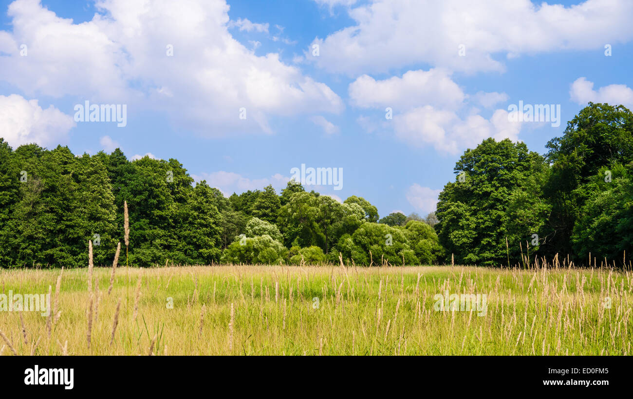 beautiful green treeline in summertime Stock Photo - Alamy