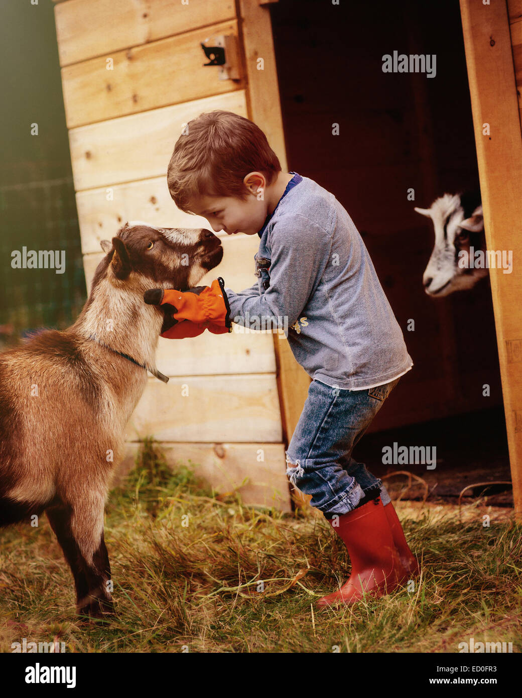 Child playing with farm animal hi-res stock photography and images - Alamy